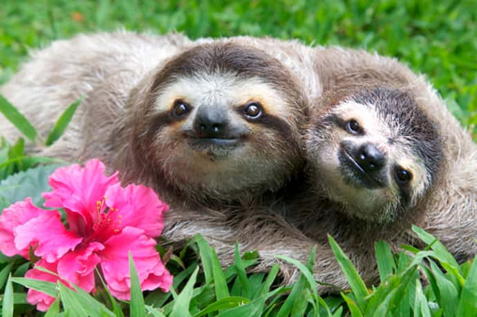 42 Slow Facts About Sloths