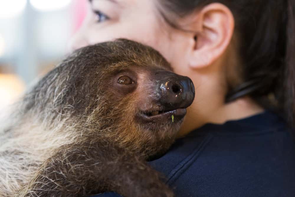 42 Slow Facts About Sloths