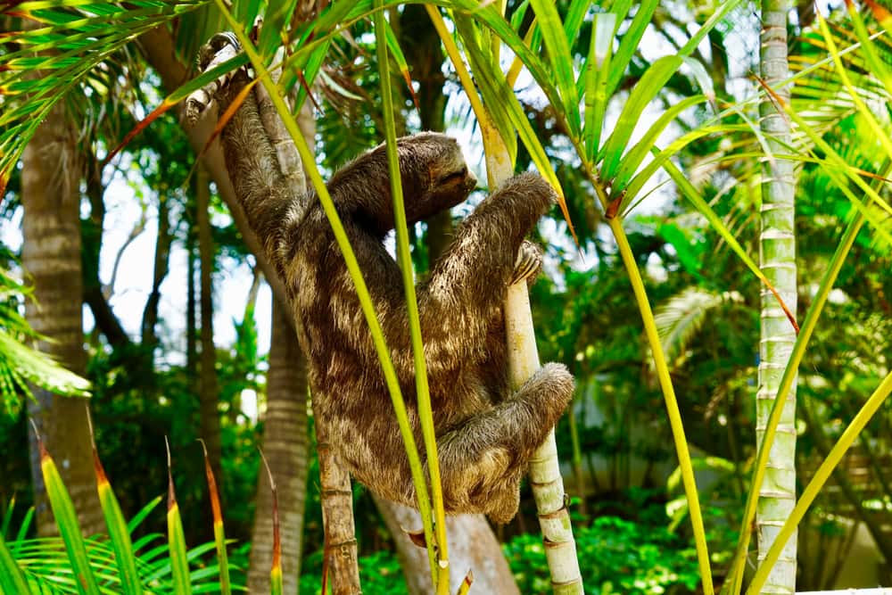 42 Slow Facts About Sloths