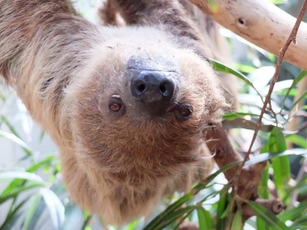 42 Slow Facts About Sloths