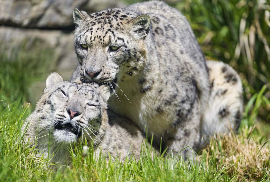 41 Facts About The Weird And Wonderful World Of Animal Romance
