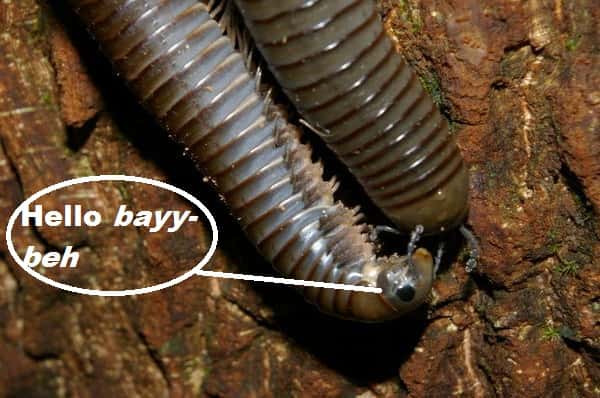 41 Facts About The Weird And Wonderful World Of Animal Romance