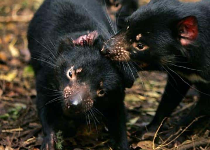 41 Facts About The Weird And Wonderful World Of Animal Romance