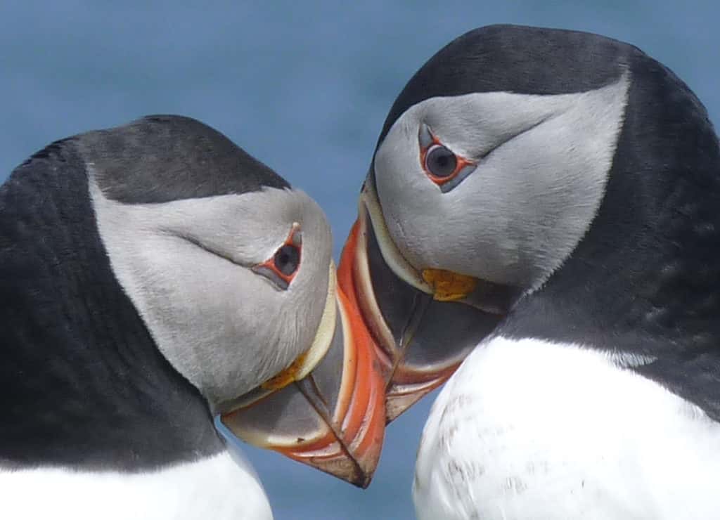 Irresistible Facts About Baby Animals