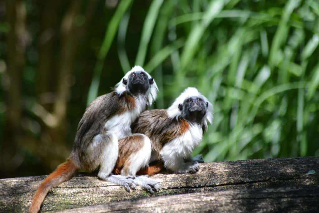 Irresistible Facts About Baby Animals