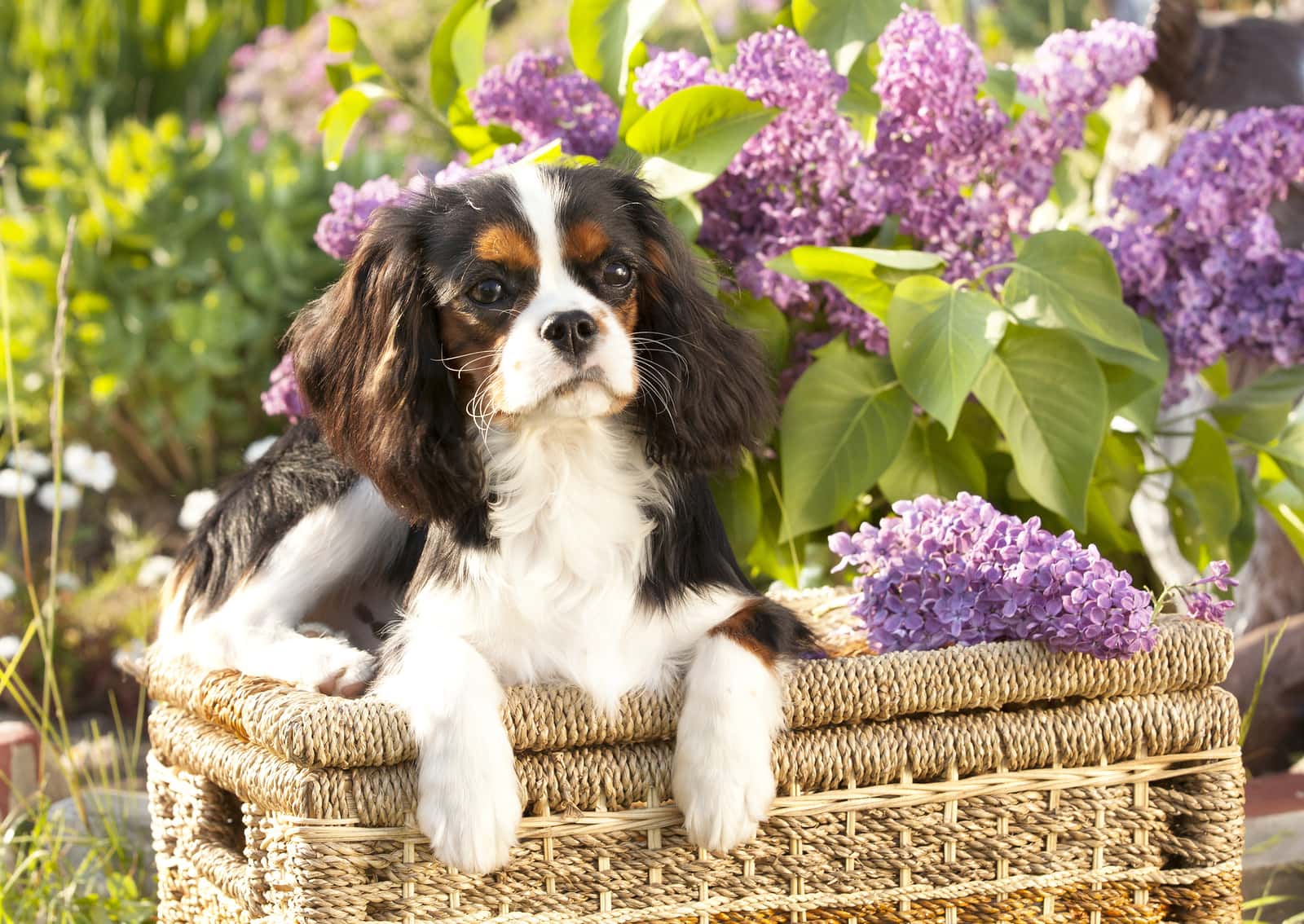 43 Untamed Facts About Ridiculous Royal Pets Throughout History